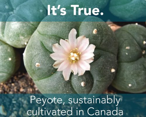 Lophos Pharmaceuticals – Mindful Health & Innovation